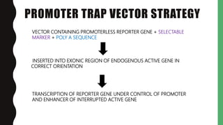 Gene traps for plant development and genomics | PPTX | Programming Languages | Computing
