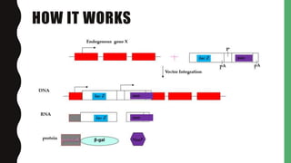 Gene traps for plant development and genomics | PPTX