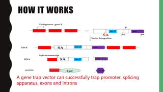 Gene traps for plant development and genomics | PPTX | Programming Languages | Computing