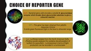 Gene traps for plant development and genomics | PPTX