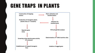 Gene traps for plant development and genomics | PPTX