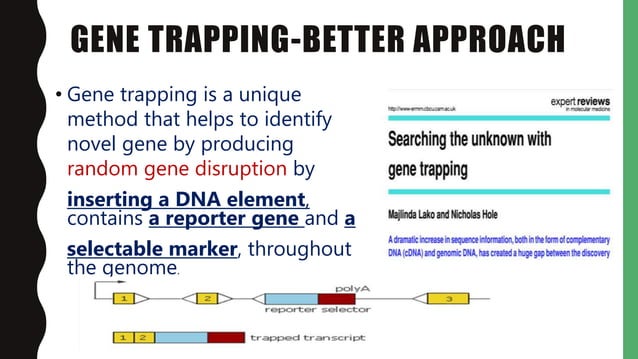 Gene traps for plant development and genomics | PPTX | Programming ...