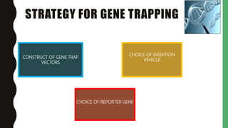 Gene traps for plant development and genomics | PPTX | Programming ...