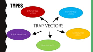 Gene traps for plant development and genomics | PPTX | Programming Languages | Computing