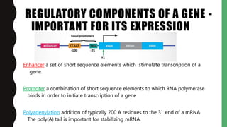 Gene traps for plant development and genomics | PPTX | Programming ...