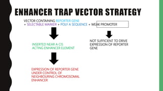 Gene traps for plant development and genomics | PPTX | Programming Languages | Computing