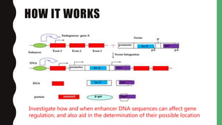 Gene traps for plant development and genomics | PPTX | Programming ...