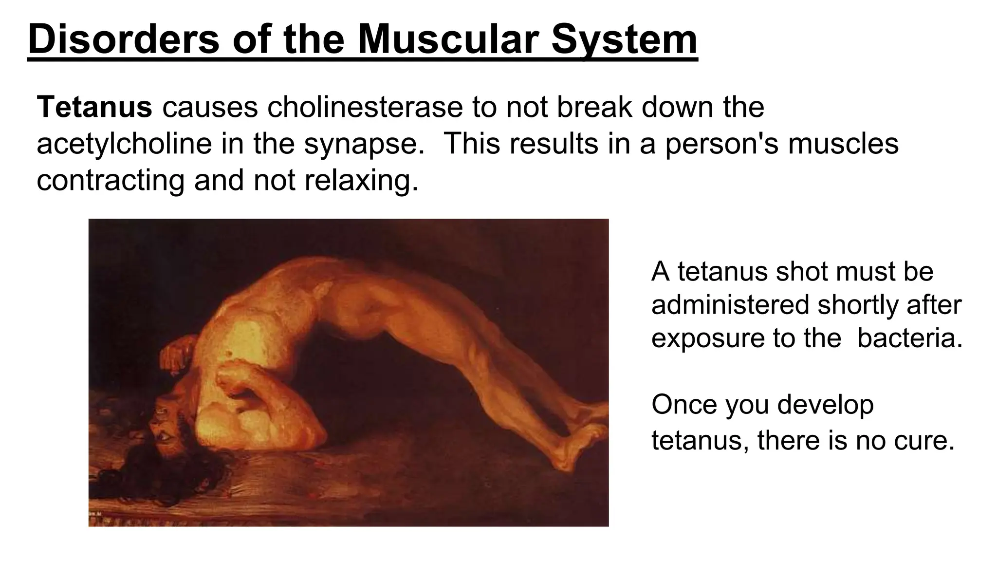 Lesson 7_ Muscular System Disorders.pptx