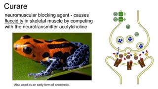 Lesson 7_ Muscular System Disorders.pptx