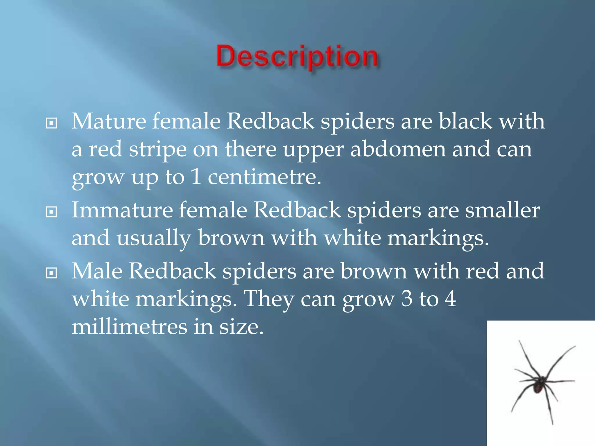 Genevieves Project Redback Spiders | PPTX | Injuries | Diseases and Conditions