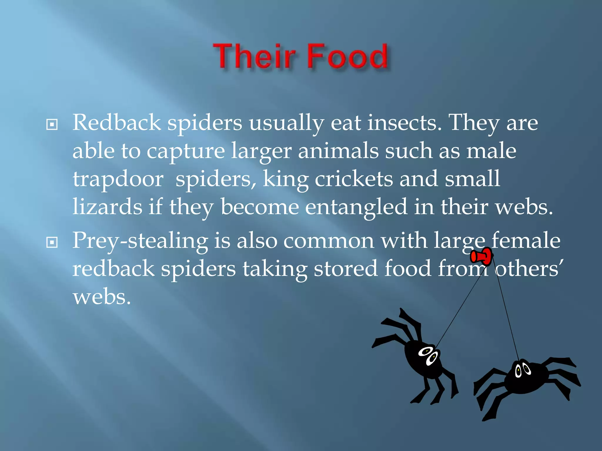 Genevieves Project Redback Spiders | PPTX | Injuries | Diseases and ...