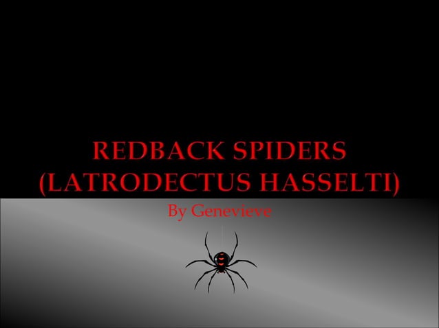 Genevieves Project Redback Spiders | PPTX | Injuries | Diseases and ...