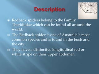 Genevieves Project Redback Spiders | PPTX | Injuries | Diseases and ...