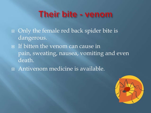 Genevieves Project Redback Spiders | PPTX | Injuries | Diseases and ...