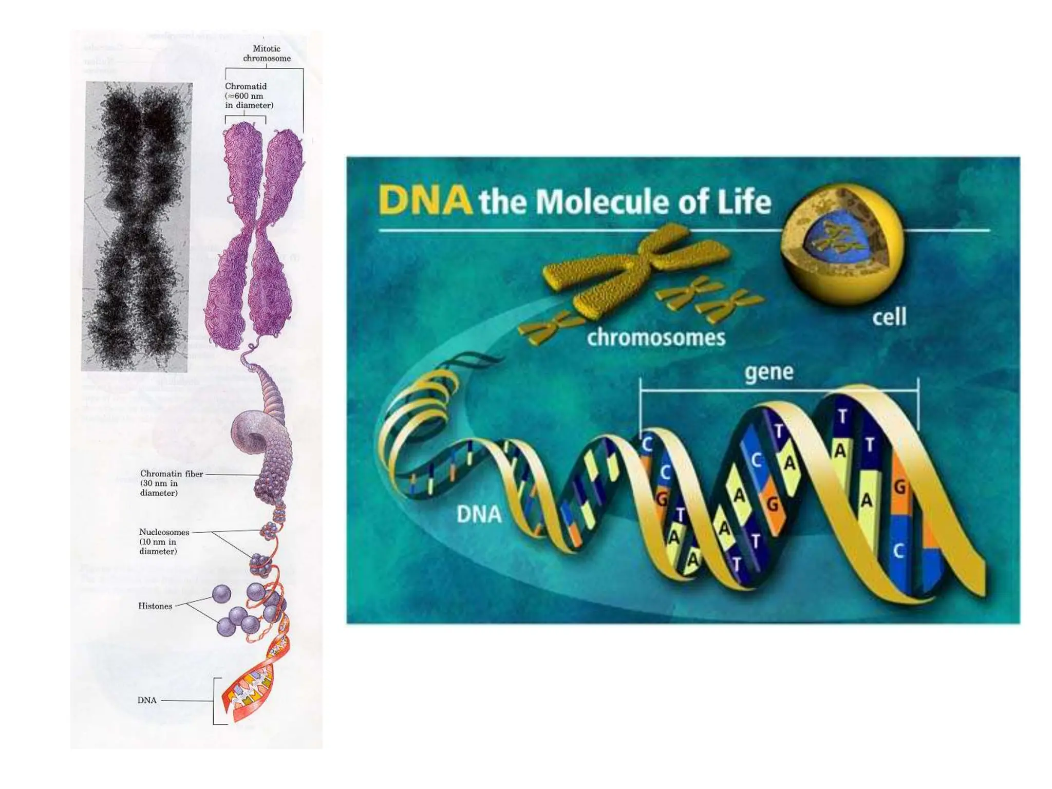 gen, genom, kromosom.ppt