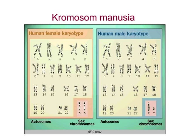 gen, genom, kromosom.ppt