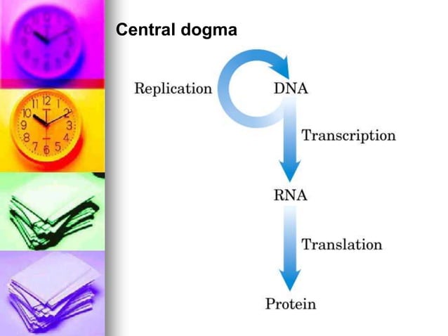 gen, genom, kromosom.ppt
