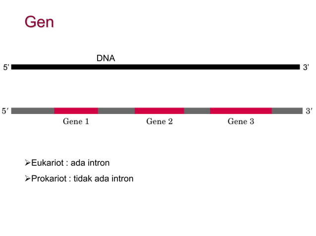 gen, genom, kromosom.ppt
