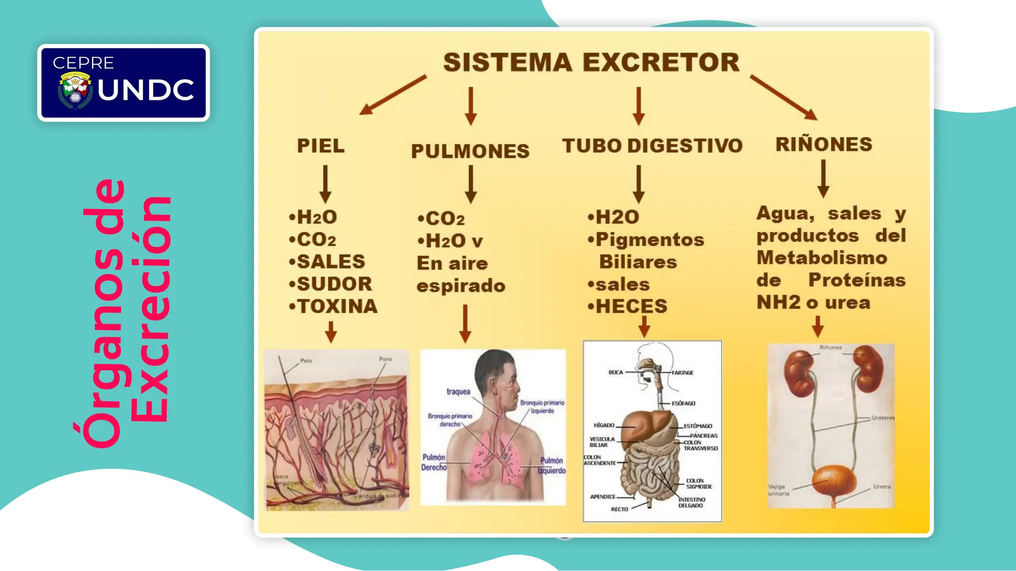 GENIALLY T05 - DIGESTIÓN Y EXCRECIÓN HUMANA.pdf