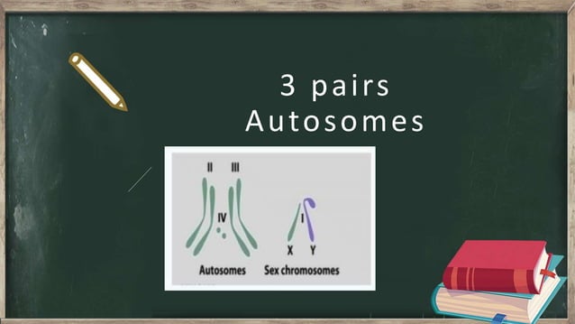 Genic balance theory of Calvin Bridges | PPTX | Genetics | Science