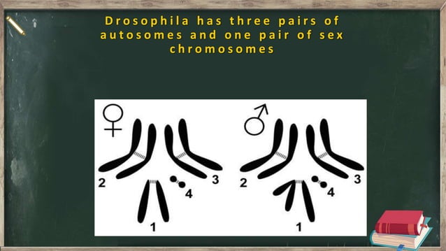 Genic balance theory of Calvin Bridges | PPTX | Genetics | Science
