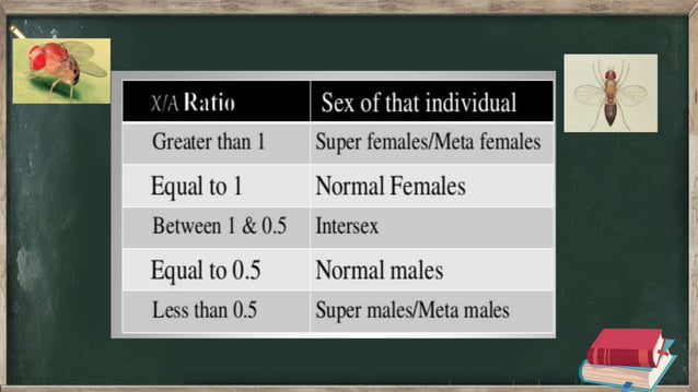 Genic balance theory of Calvin Bridges | PPTX | Genetics | Science