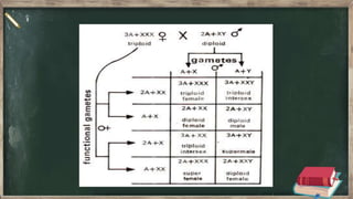 Genic balance theory of Calvin Bridges | PPTX