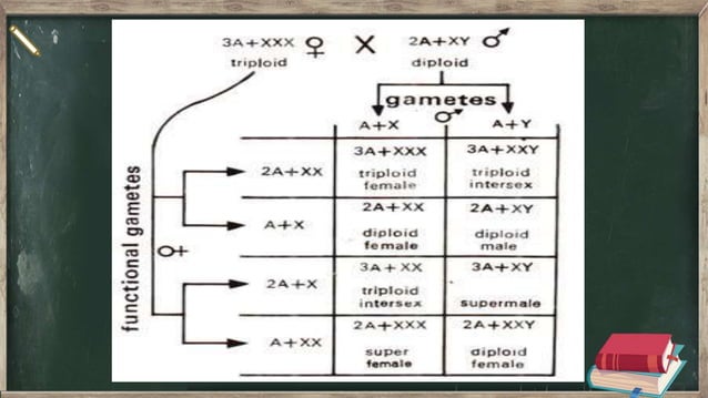 Genic balance theory of Calvin Bridges | PPTX | Genetics | Science