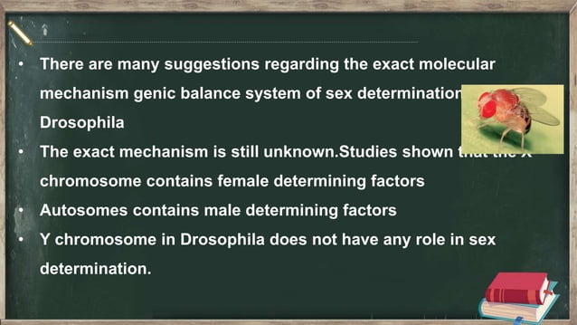 Genic balance theory of Calvin Bridges | PPTX | Genetics | Science