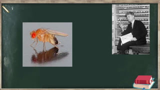 Genic balance theory of Calvin Bridges | PPTX