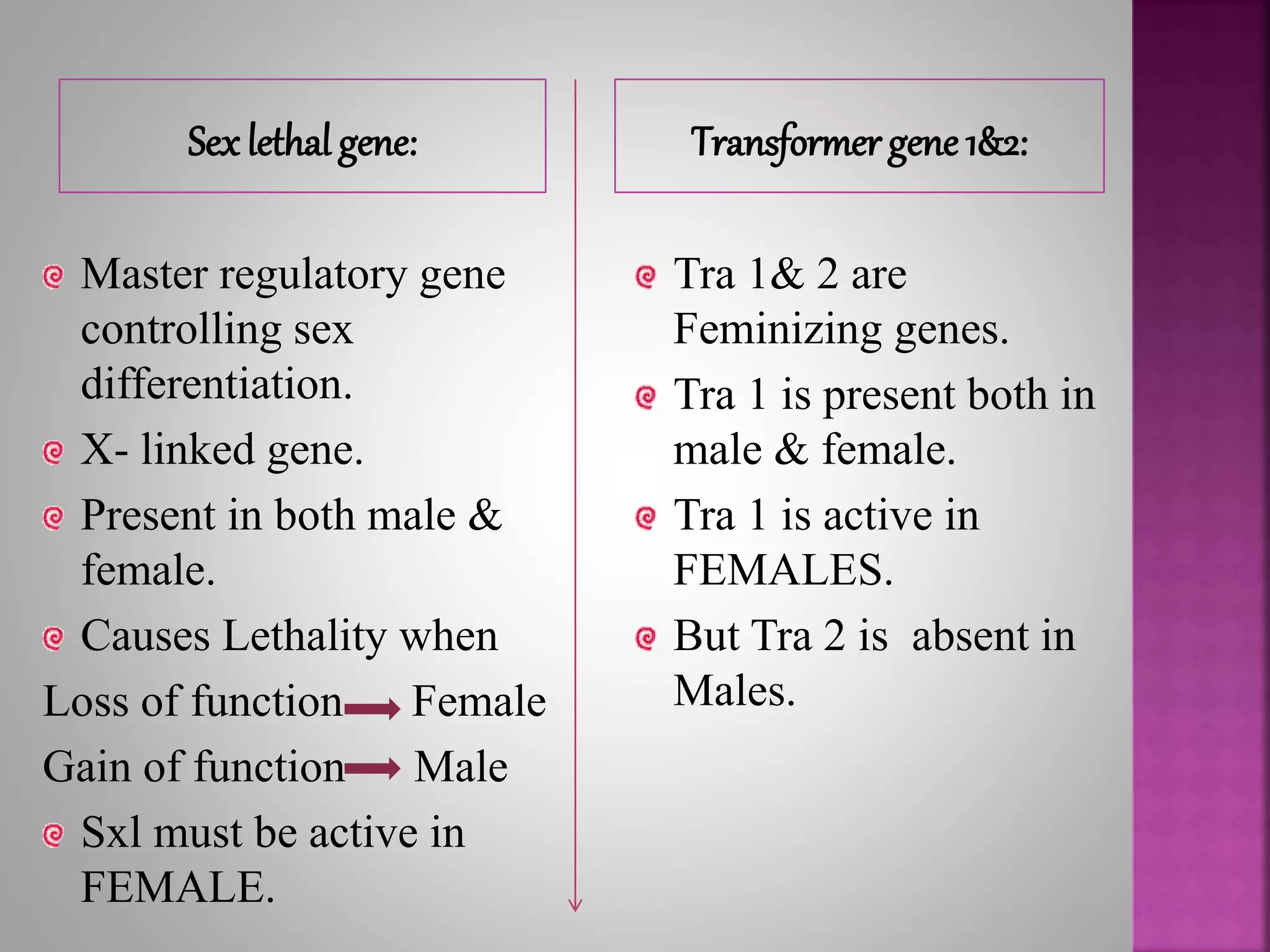 Genic balance theory of bridges gynandromorphs | PPTX