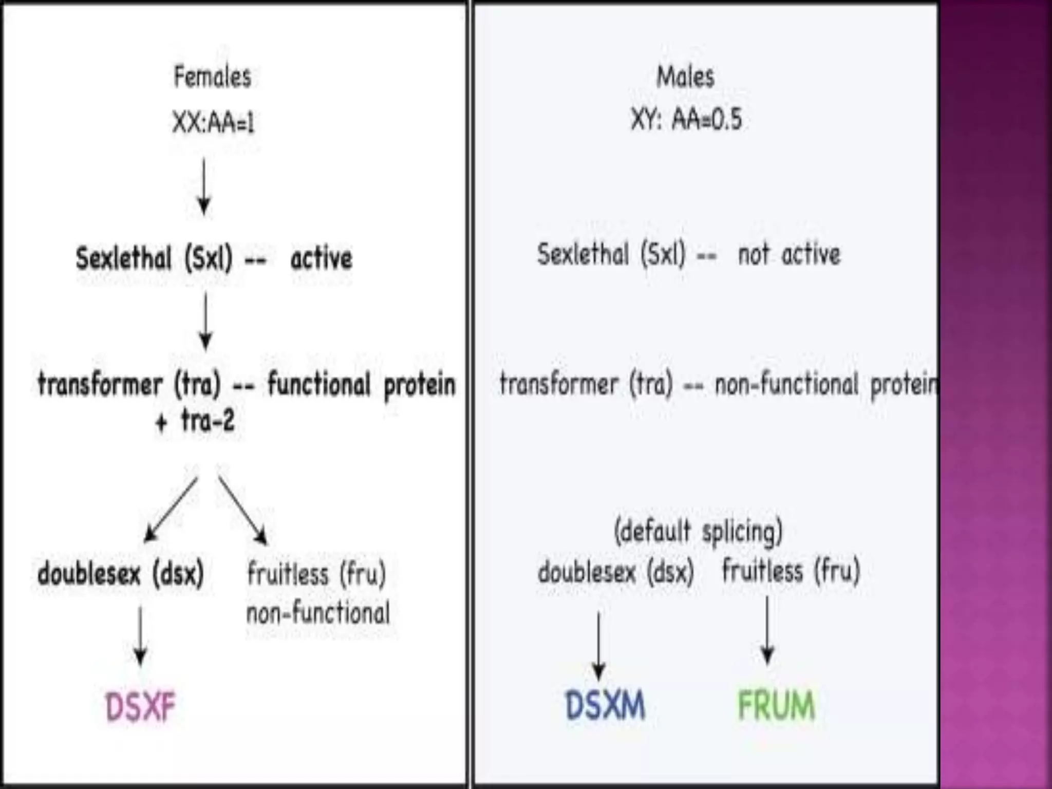 Genic balance theory of bridges gynandromorphs | PPTX