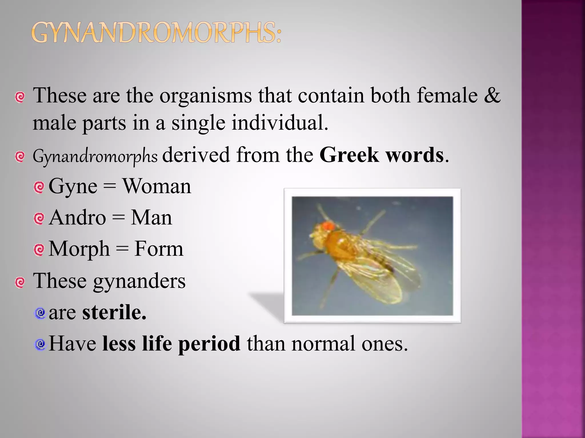 Genic balance theory of bridges gynandromorphs | PPTX
