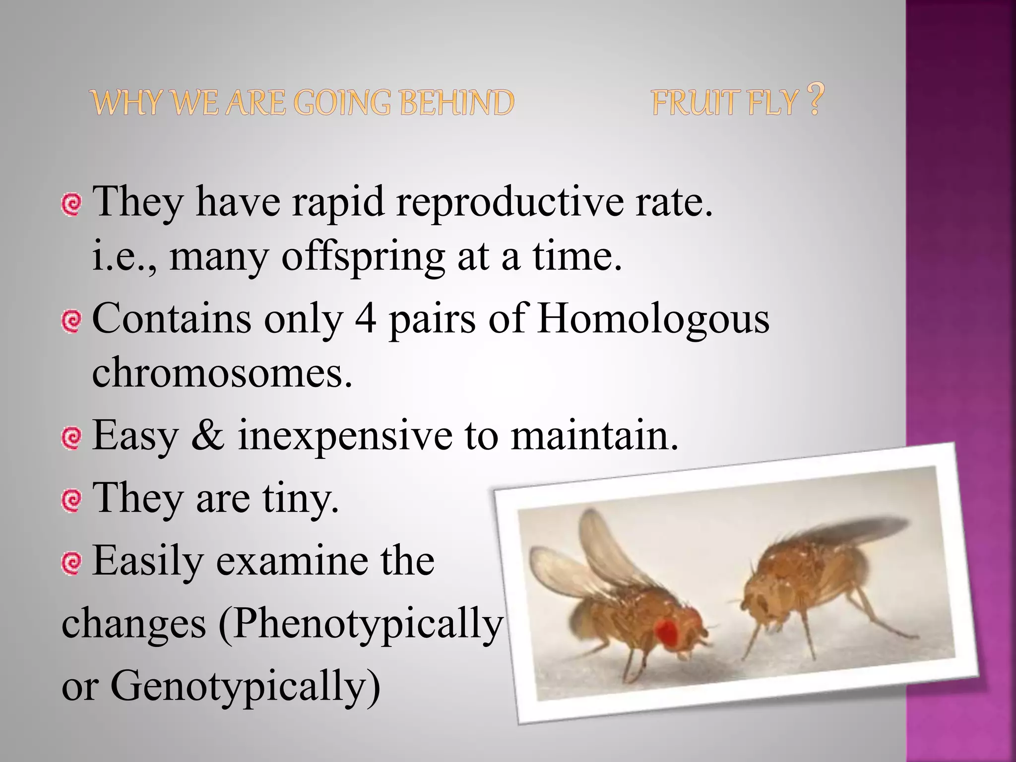 Genic balance theory of bridges gynandromorphs | PPTX
