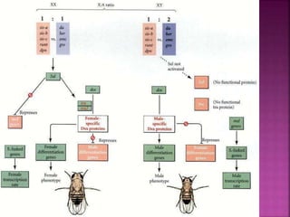 Genic balance theory of bridges gynandromorphs | PPTX