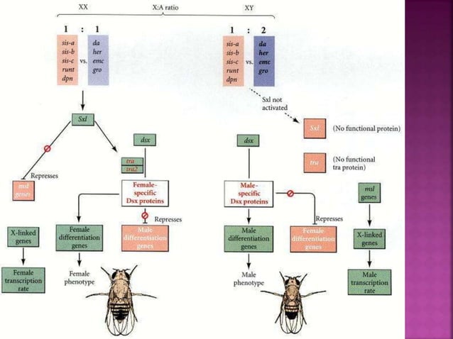 Genic balance theory of bridges gynandromorphs | PPTX | Genetics | Science