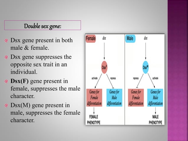Genic balance theory of bridges gynandromorphs | PPTX | Genetics | Science