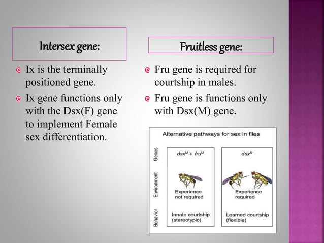 Genic balance theory of bridges gynandromorphs | PPTX | Genetics | Science