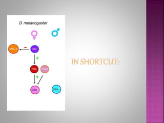 Genic balance theory of bridges gynandromorphs | PPTX