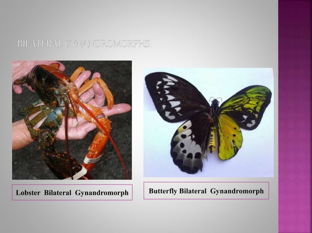 Genic balance theory of bridges gynandromorphs | PPTX | Genetics | Science