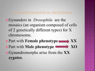 Genic balance theory of bridges gynandromorphs | PPTX