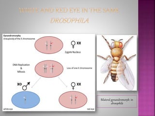 Genic balance theory of bridges gynandromorphs | PPTX