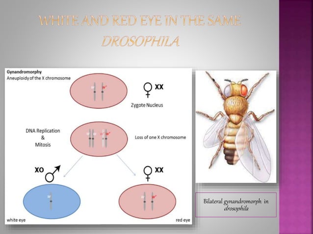 Genic balance theory of bridges gynandromorphs | PPTX | Genetics | Science