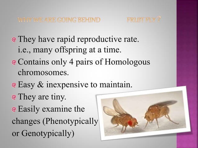 Genic balance theory of bridges gynandromorphs | PPTX | Genetics | Science