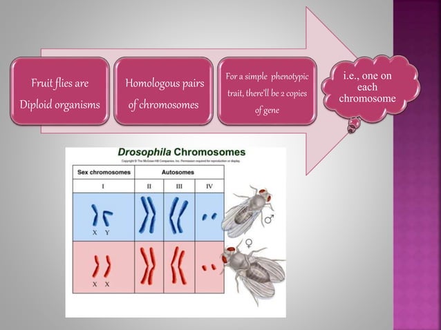 Genic balance theory of bridges gynandromorphs | PPTX | Genetics | Science