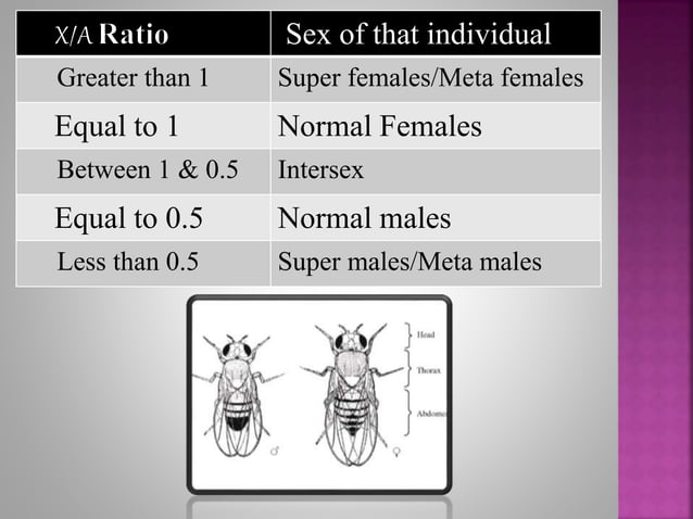 Genic balance theory of bridges gynandromorphs | PPTX | Genetics | Science