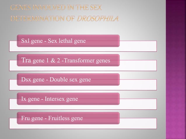 Genic balance theory of bridges gynandromorphs | PPTX | Genetics | Science