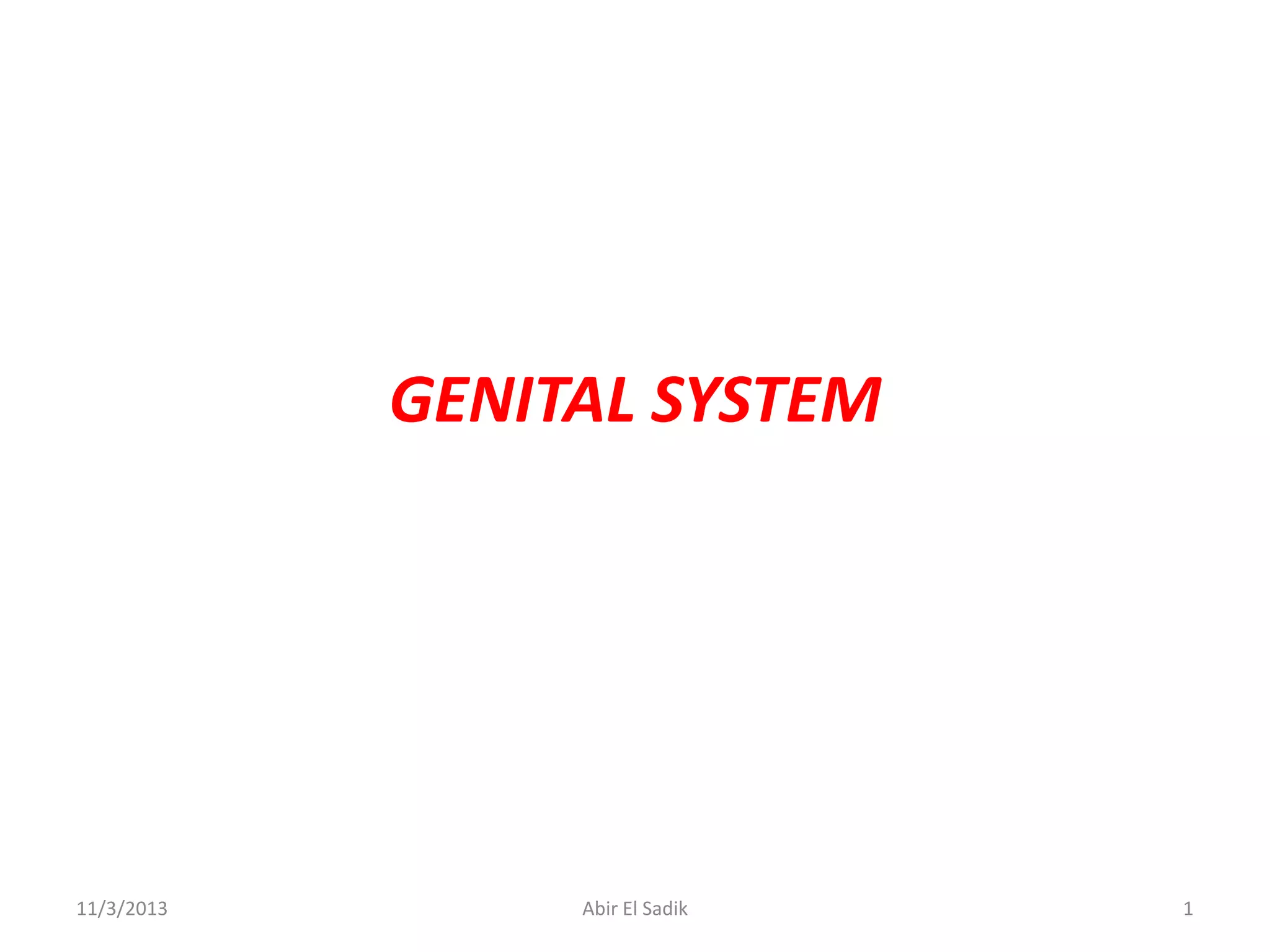 Male Female Genital Anatomy Guide | PPT