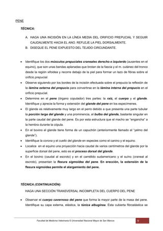 MANUAL DE DISECCIÓN DE ANATOMÍA ANIMAL. DEMO. ÓRGANOS GENITALES ...