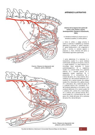 MANUAL DE DISECCIÓN DE ANATOMÍA ANIMAL. DEMO. ÓRGANOS GENITALES ...